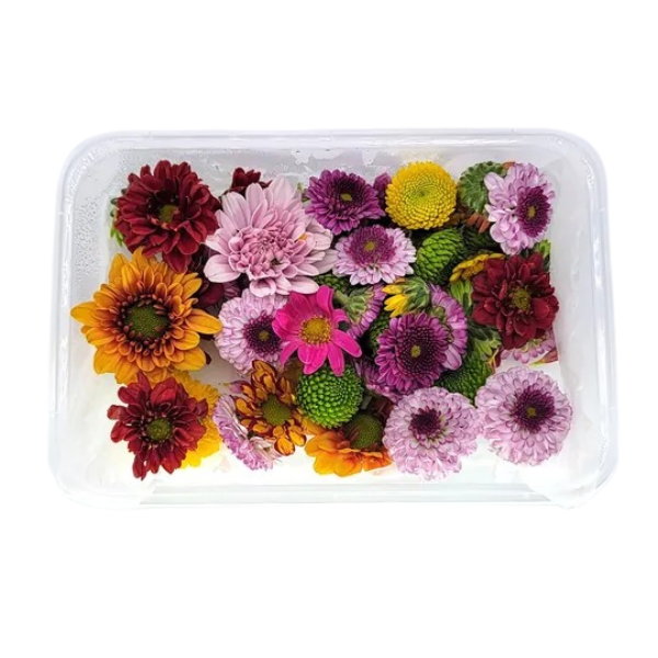 MARTHERE - Mini Chrysanthemum (approx. 20g) | DCH Living